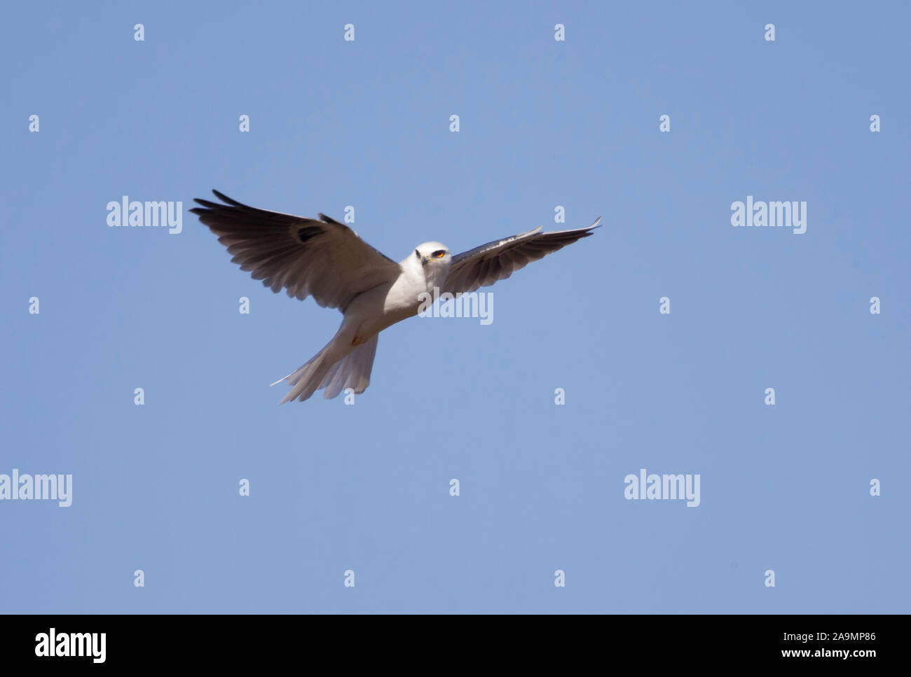 White tailed Kite Hovering Stock Photo - Alamy