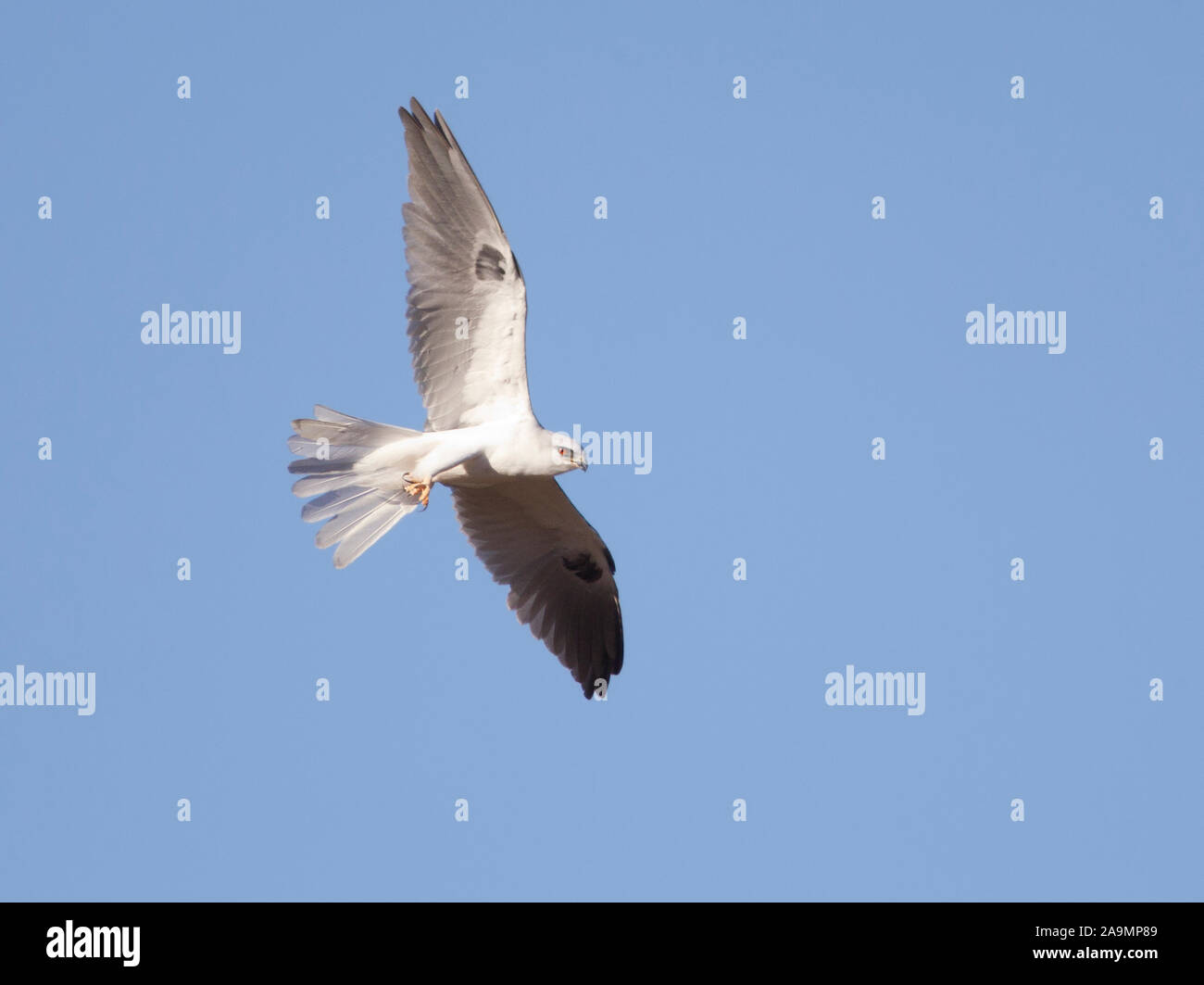 White tailed Kite in Flight Stock Photo - Alamy
