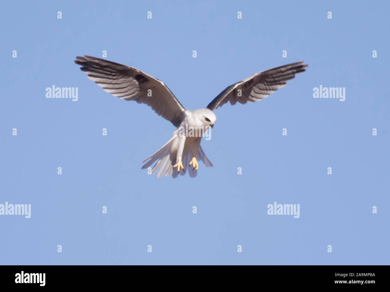 White tailed Kite Hovering Stock Photo - Alamy