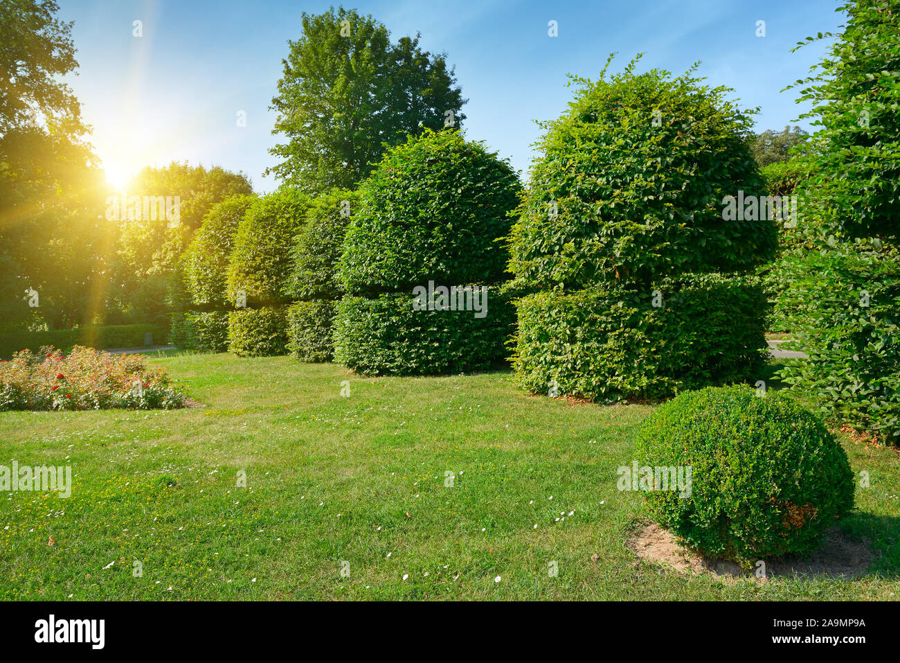 Hedges and ornamental shrub in a summer park. Bright Sunrise in the ...