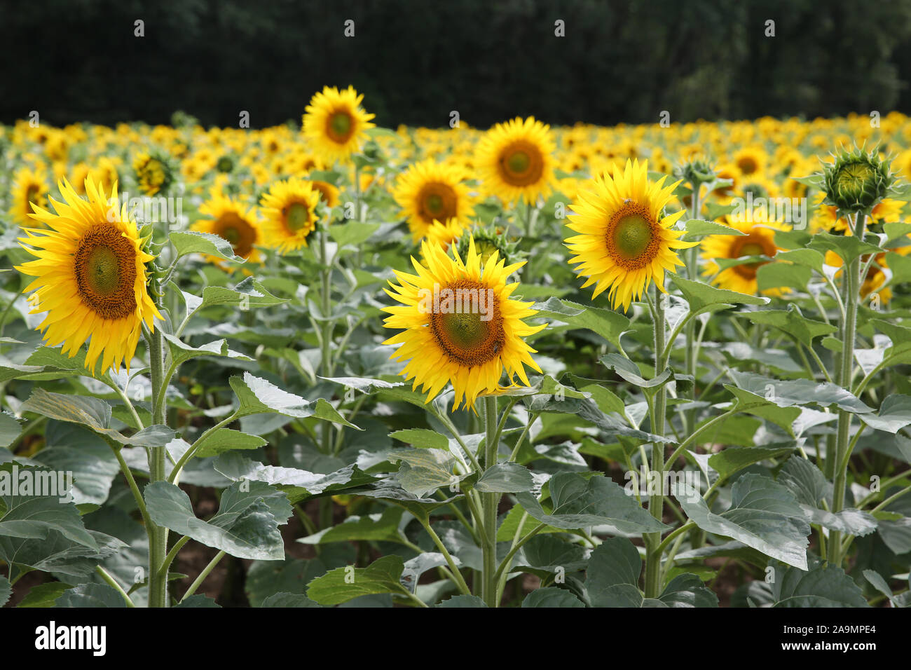 French sunflowers europe hi-res stock photography and images - Alamy