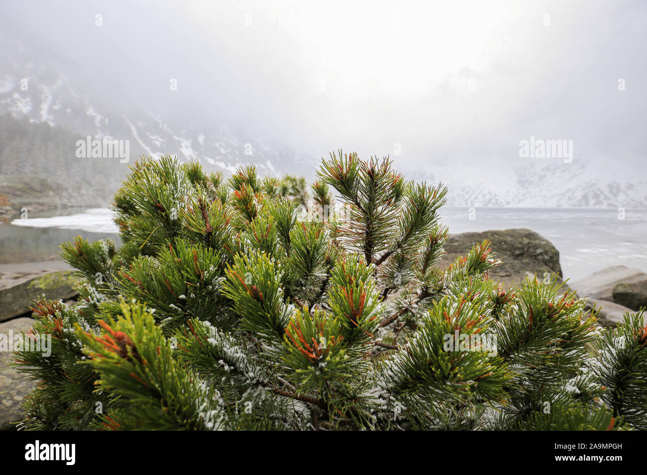 Green conifer tree in winter in Morskie Oko, Poland Stock Photo - Alamy