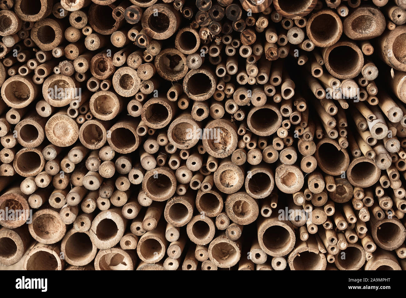 Close image of a slice of dry yellow bamboo, natural texture, wallpaper ...