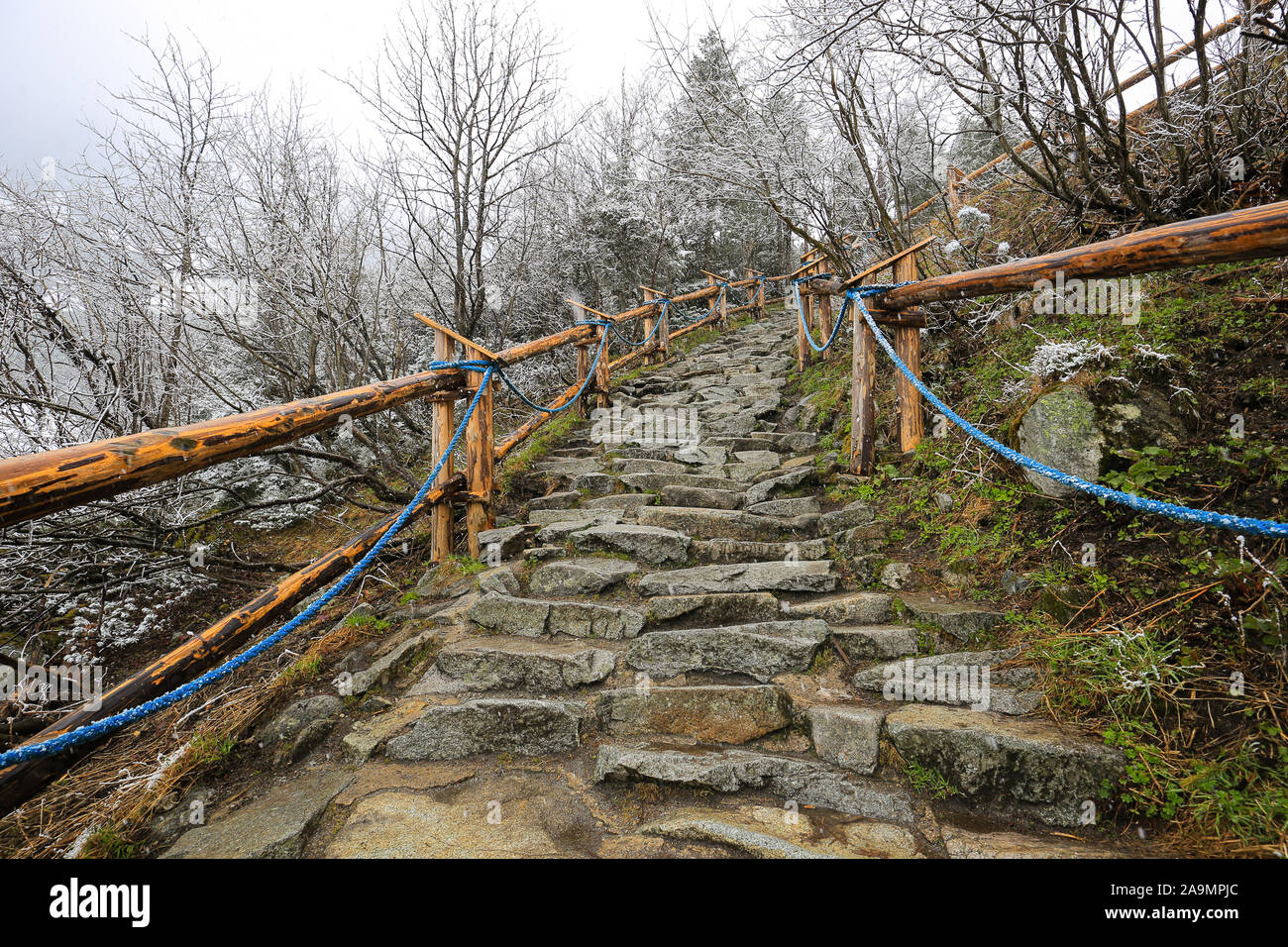 Stone stairs in forest hi-res stock photography and images - Alamy