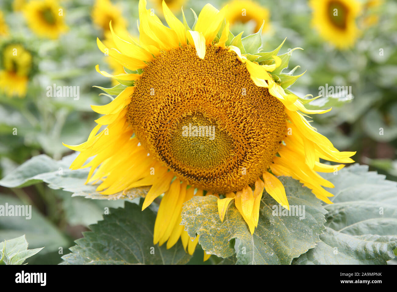 French sunflowers europe hi-res stock photography and images - Alamy