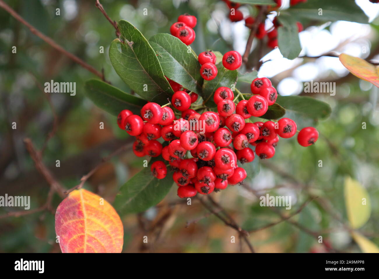 Red berries surrounded by green leaves Stock Photo - Alamy