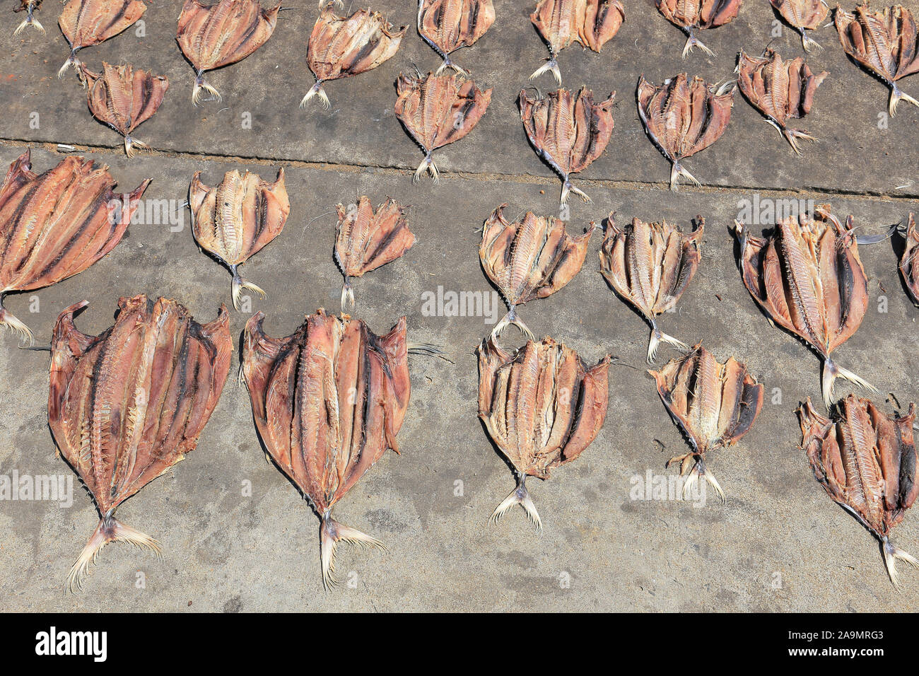Dried fish to dry on the ground in Sri Lanka Stock Photo - Alamy