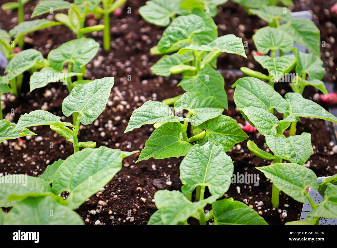 Rows of young bean plants growing in soil Stock Photo - Alamy