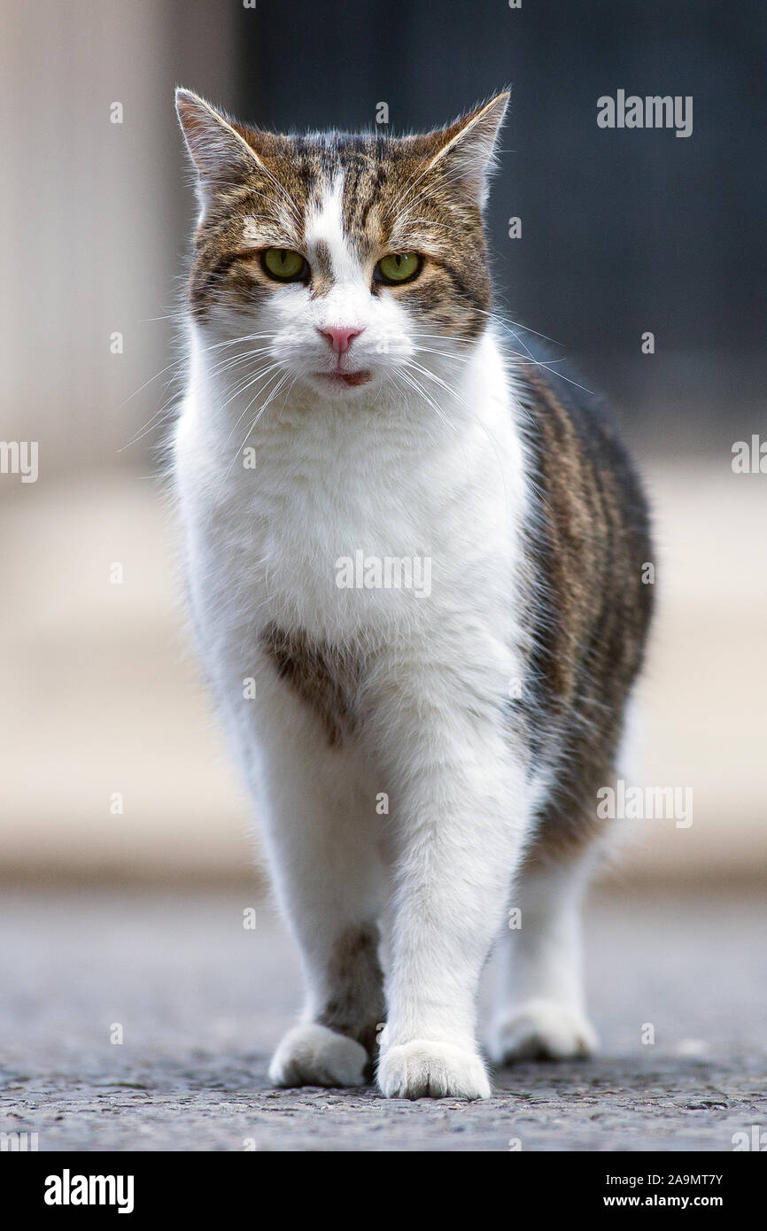 Larry the Cat, Chief Mouser to the cabinet office poses on Downing ...