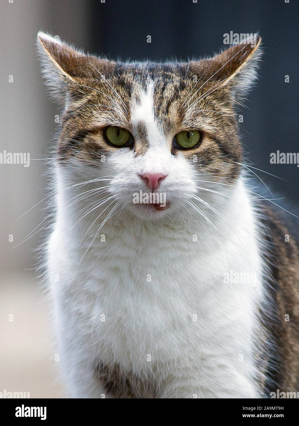 Larry the Cat, Chief Mouser to the cabinet office poses on Downing ...
