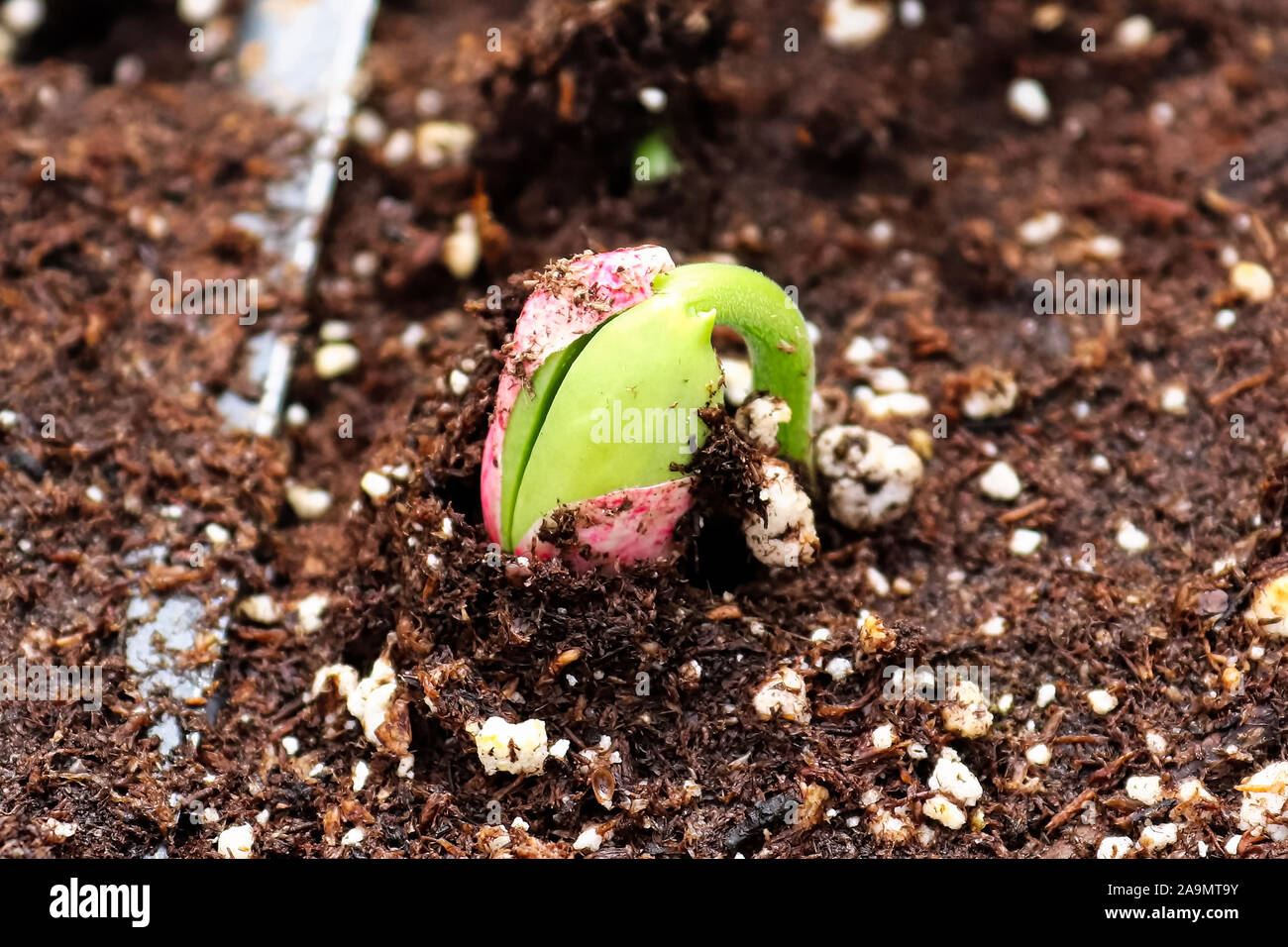 Cracking a seed hi-res stock photography and images - Alamy