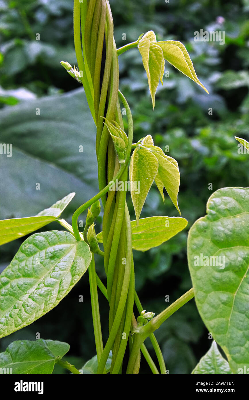Bean stalks hi-res stock photography and images - Alamy