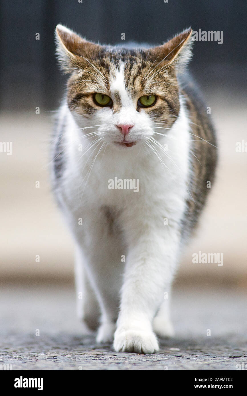 Larry the Cat, Chief Mouser to the cabinet office poses on Downing ...