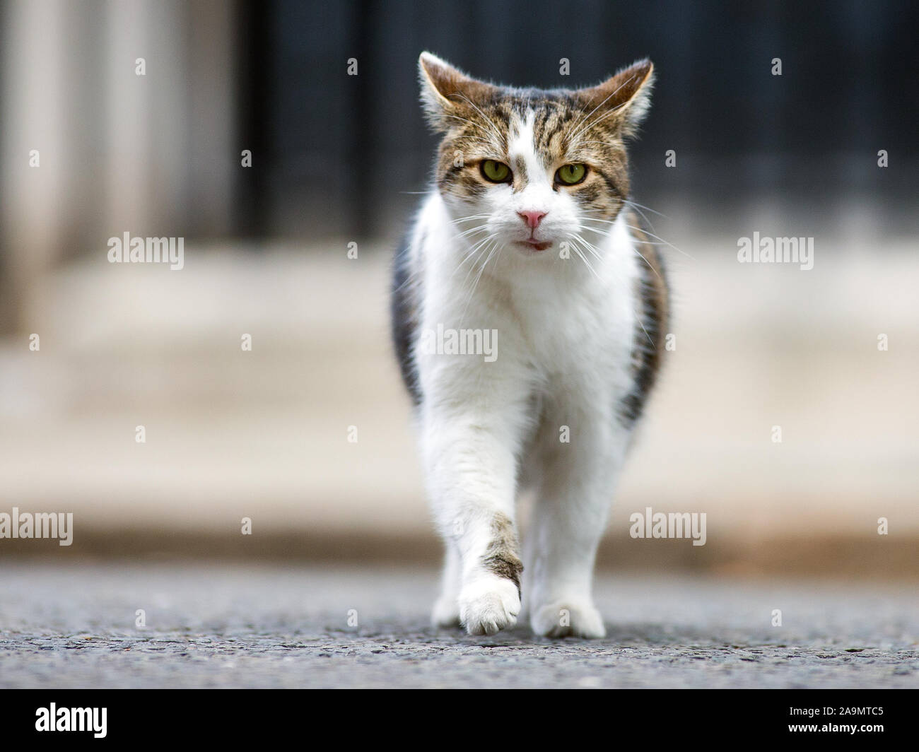 Larry the Cat, Chief Mouser to the cabinet office poses on Downing ...