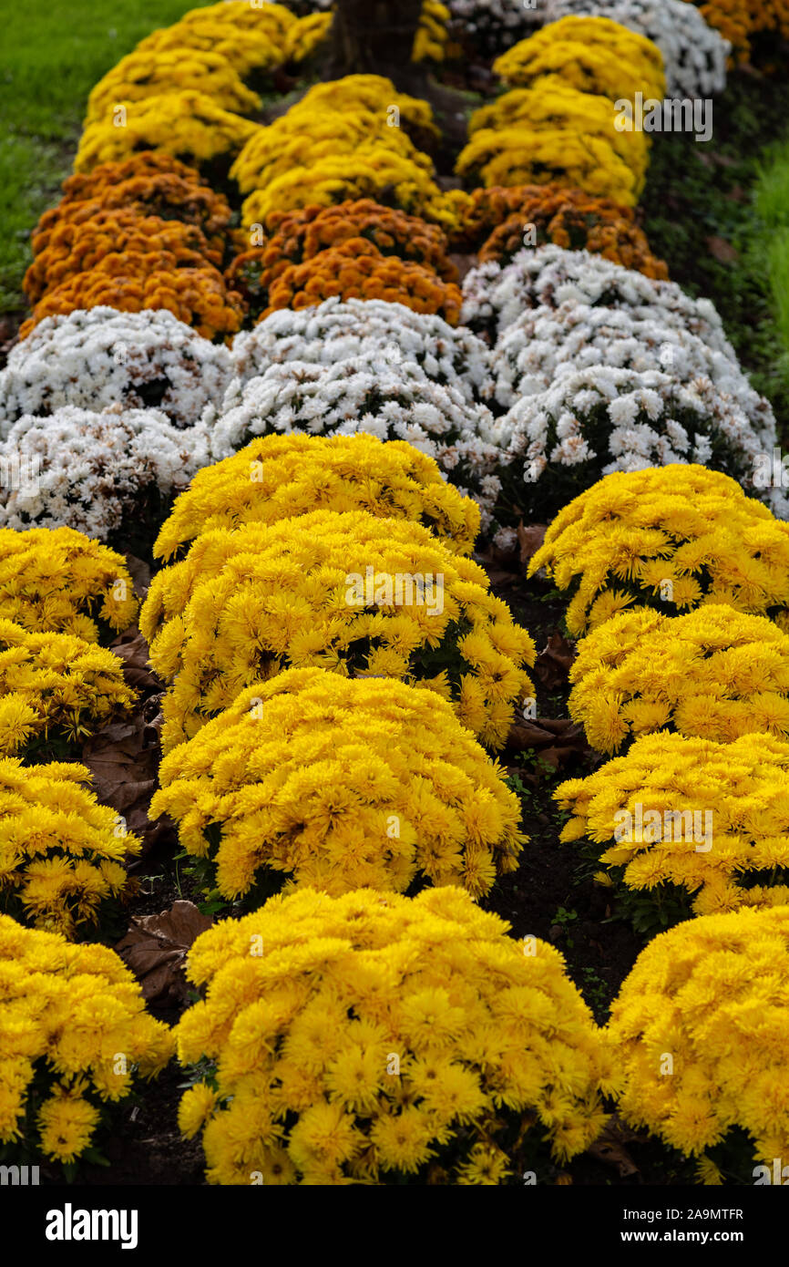 Rows of various flowers in a garden Stock Photo - Alamy