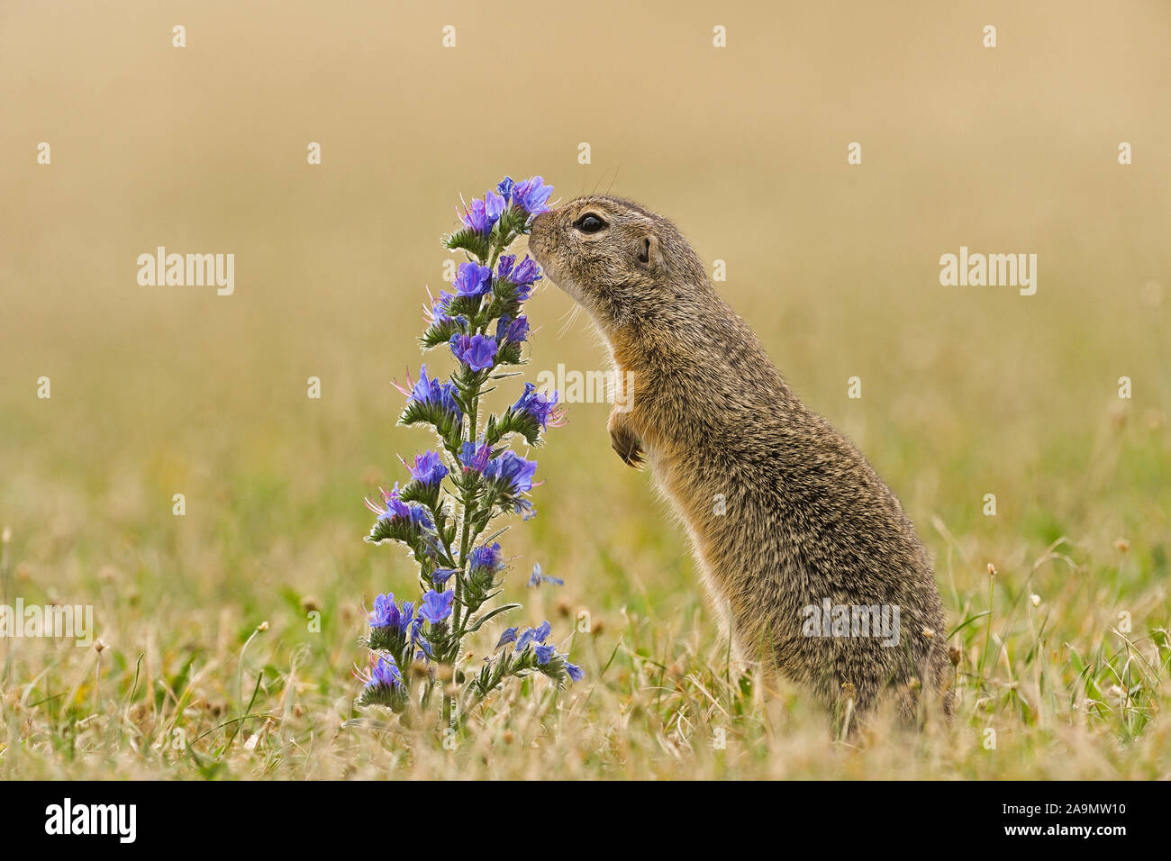 Spermophilus species hi-res stock photography and images - Alamy