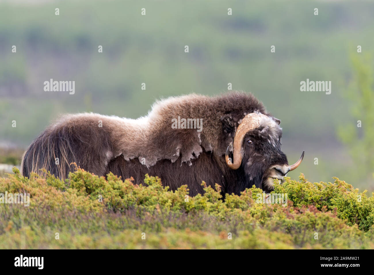 Moschusochse (Ovibos moschatus) muskox Stock Photo - Alamy