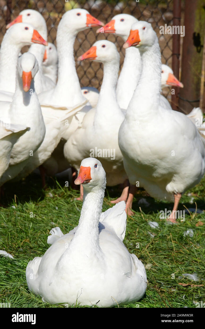 Sitting goose from behind hi-res stock photography and images - Alamy