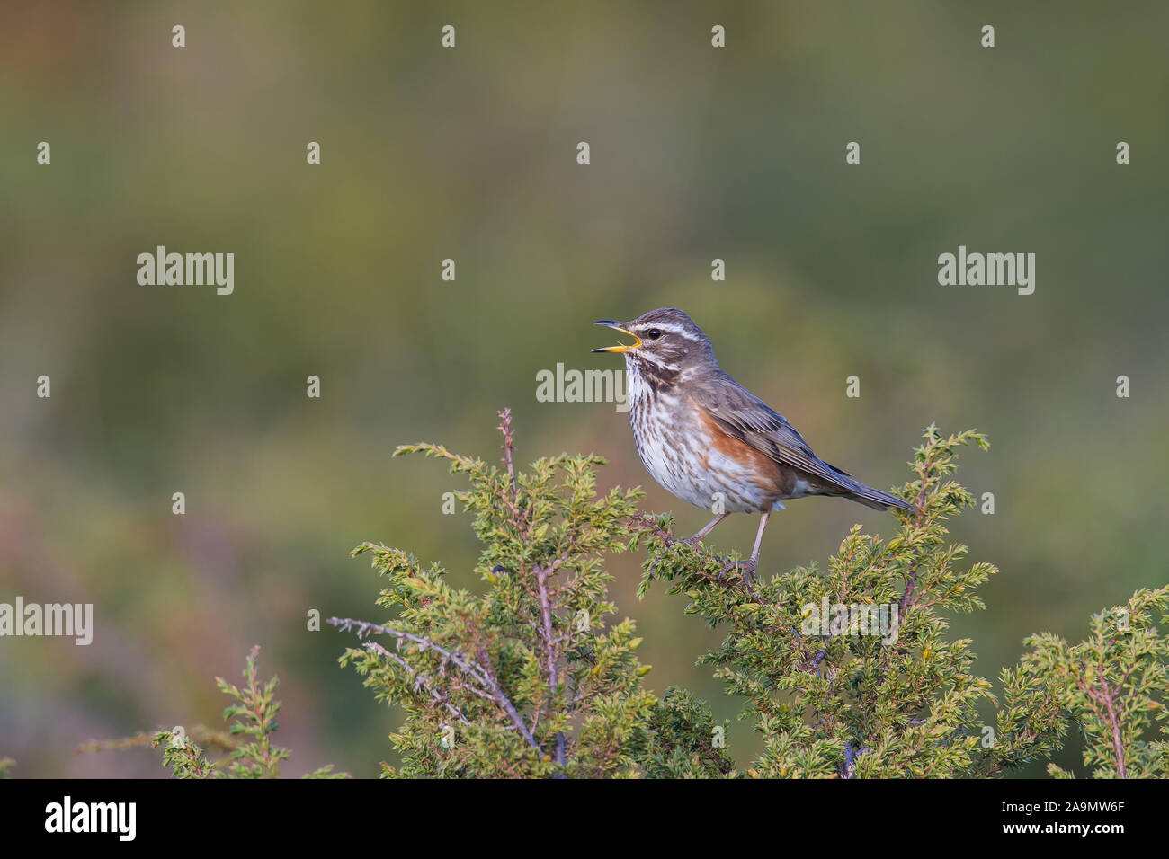 Rotdrossel (Turdus iliacus) Redwing Stock Photo - Alamy