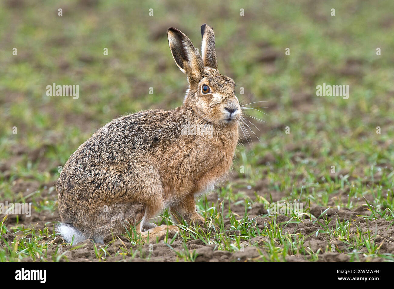 Feldhase, Lepus europaeus Stock Photo - Alamy