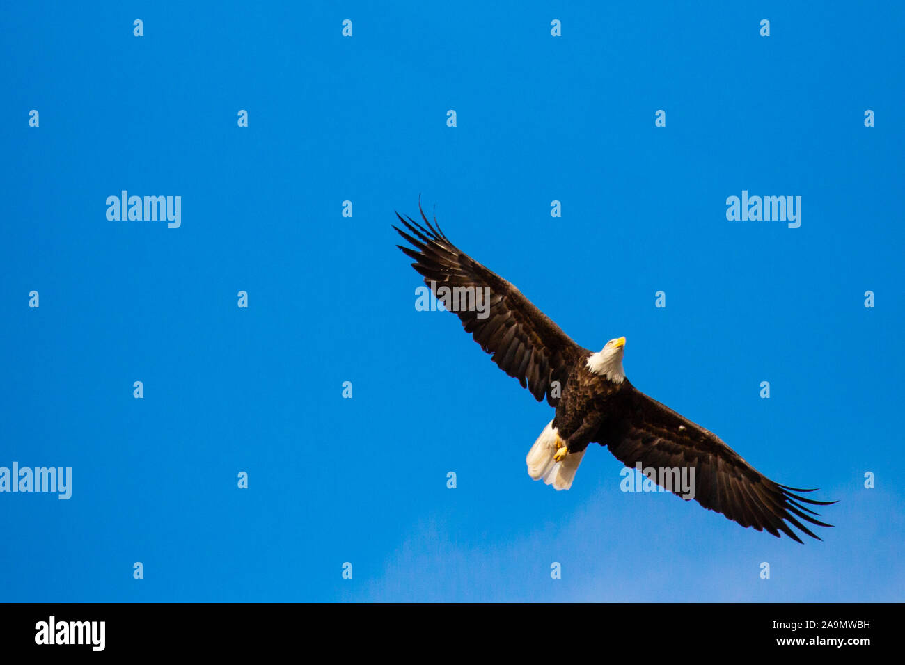 American bald eagle flying in a blue sky with copy space Stock Photo ...