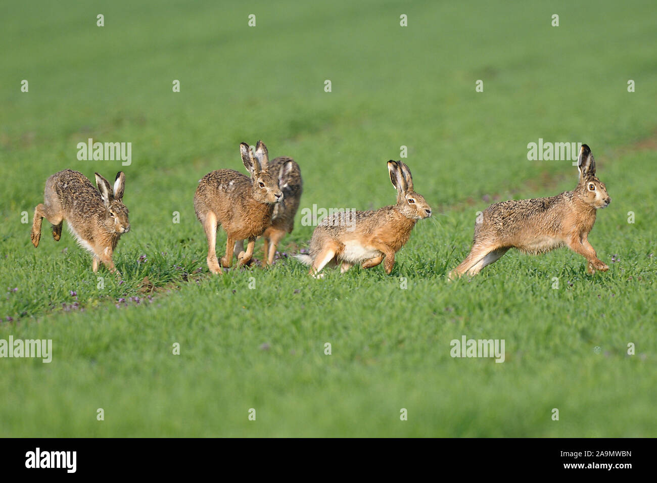 Feldhase, Lepus europaeus Stock Photo - Alamy
