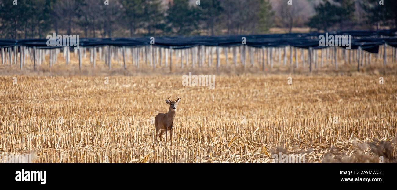 Ten point white tailed deer buck standing in a farmers ginseng and ...