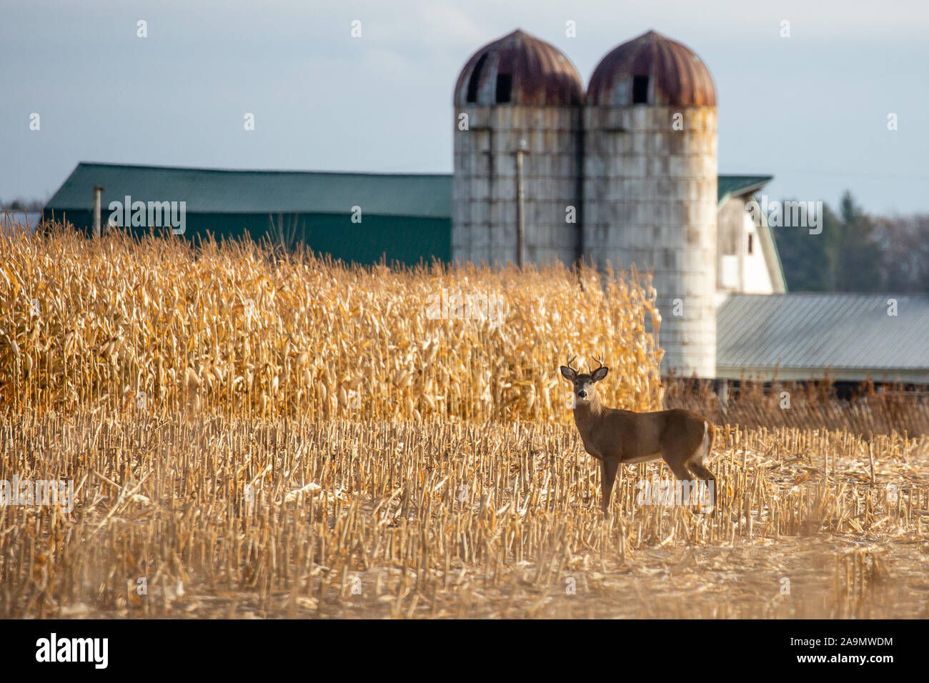 Ten point white tailed deer buck hi-res stock photography and images ...