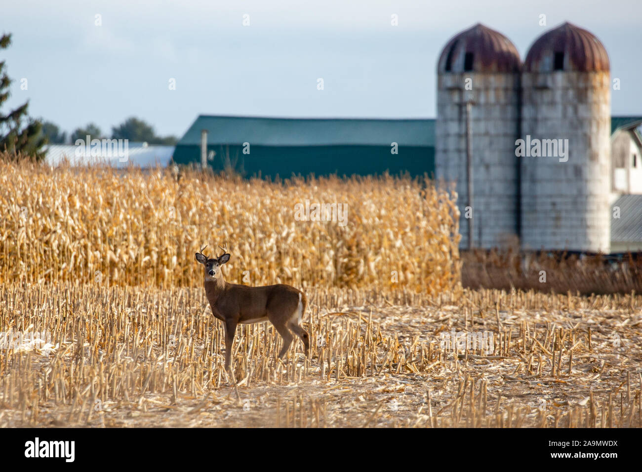 10 point stag hi-res stock photography and images - Alamy