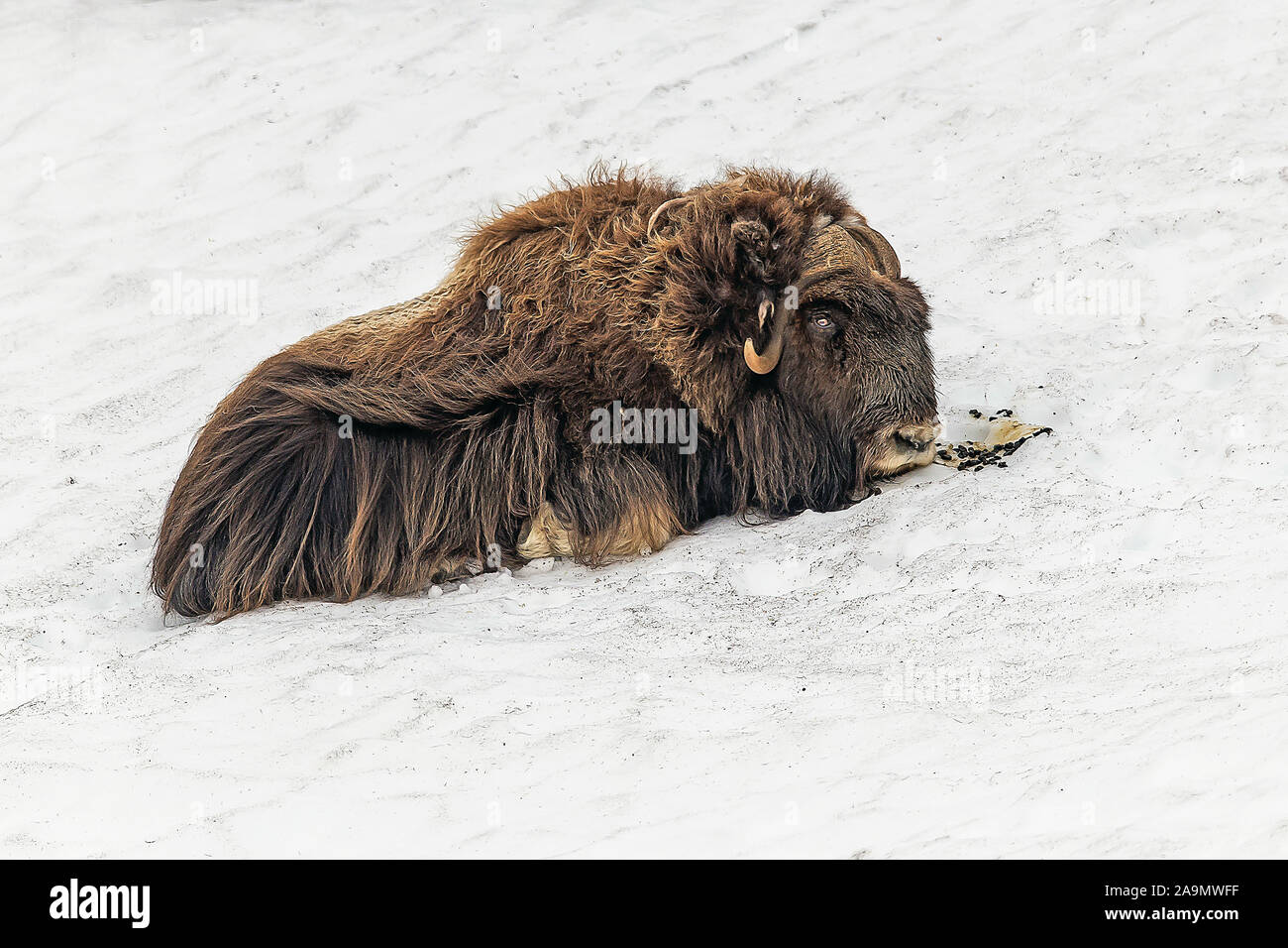 Moschusochse im Winter(Ovibos moschatus) muskox Stock Photo - Alamy