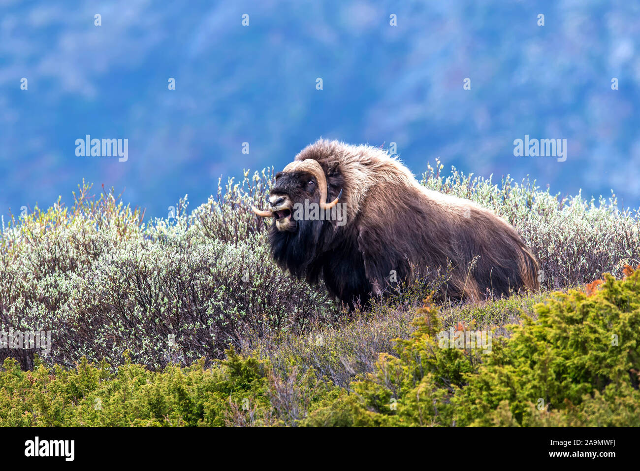 Moschusochse (Ovibos moschatus) muskox Stock Photo - Alamy