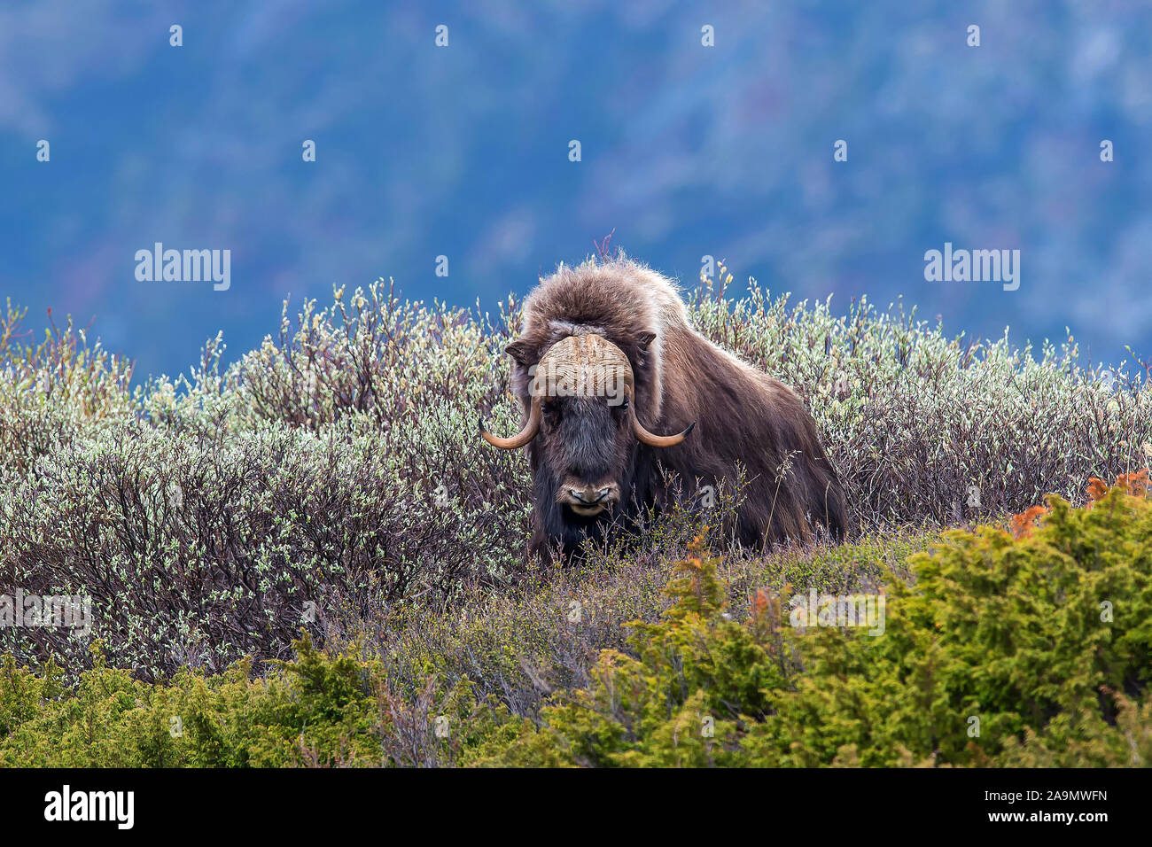 Moschusochse (Ovibos moschatus) muskox Stock Photo - Alamy