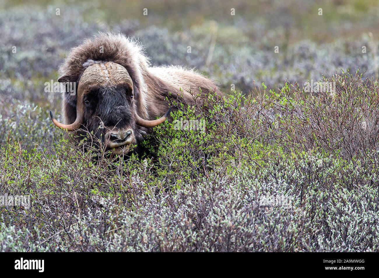 Moschusochse (Ovibos moschatus) muskox Stock Photo - Alamy