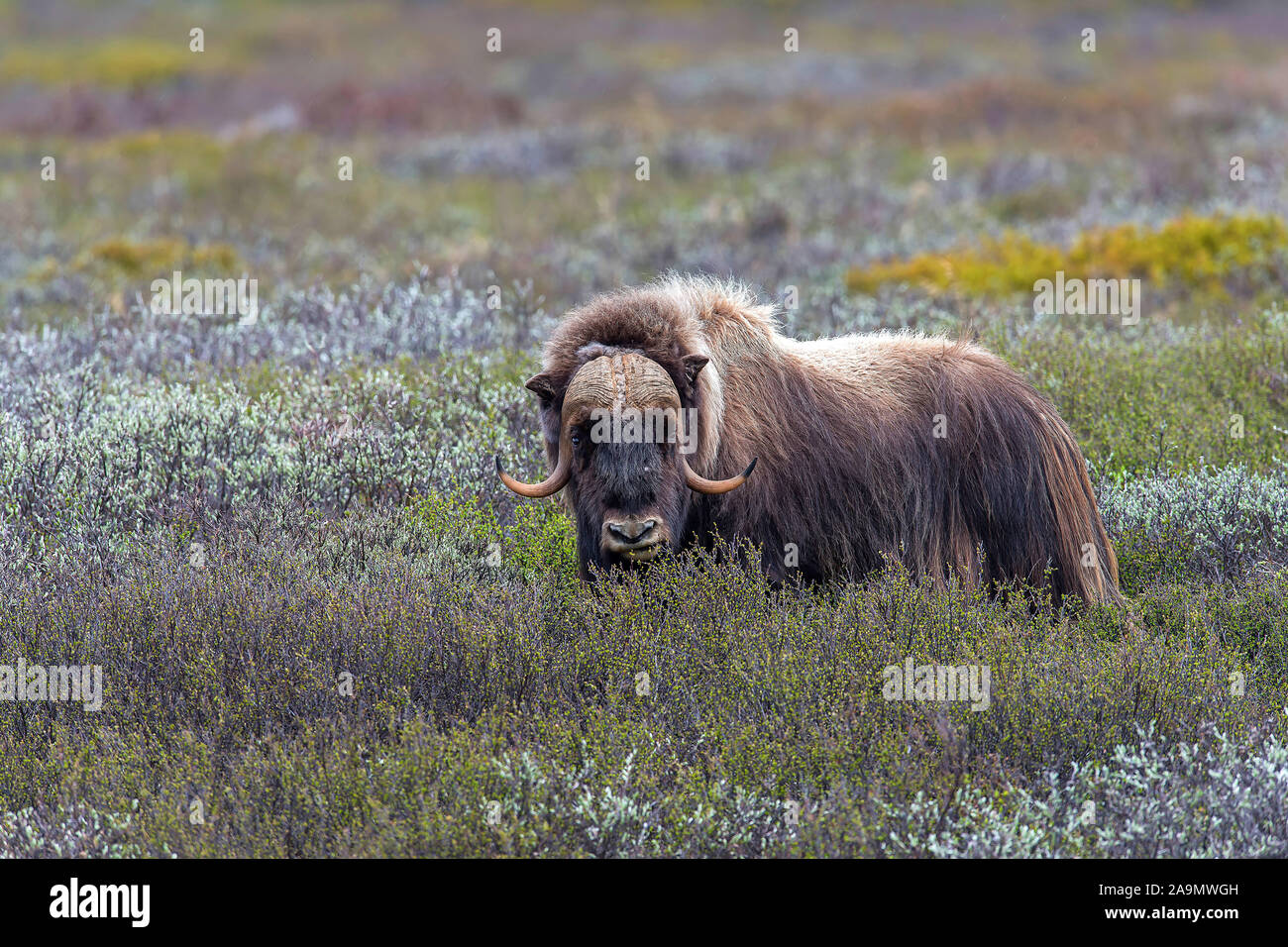 Moschusochse hi-res stock photography and images - Alamy