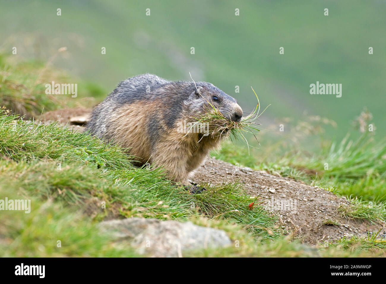 Murmeltier, Alpenmurmeltier, (Marmota marmota Stock Photo - Alamy