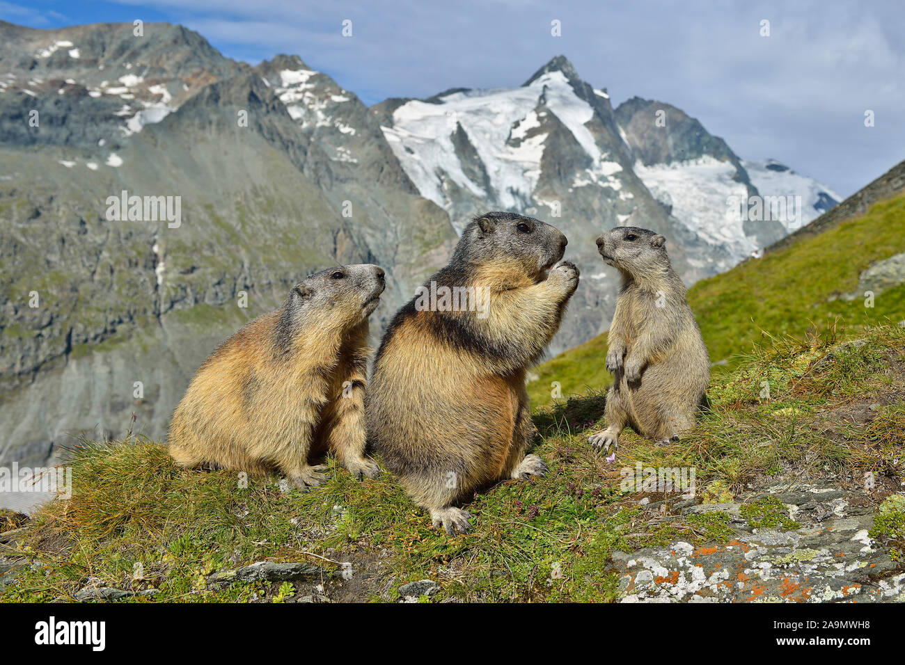 Murmeltier, Alpenmurmeltier, (Marmota marmota Stock Photo - Alamy