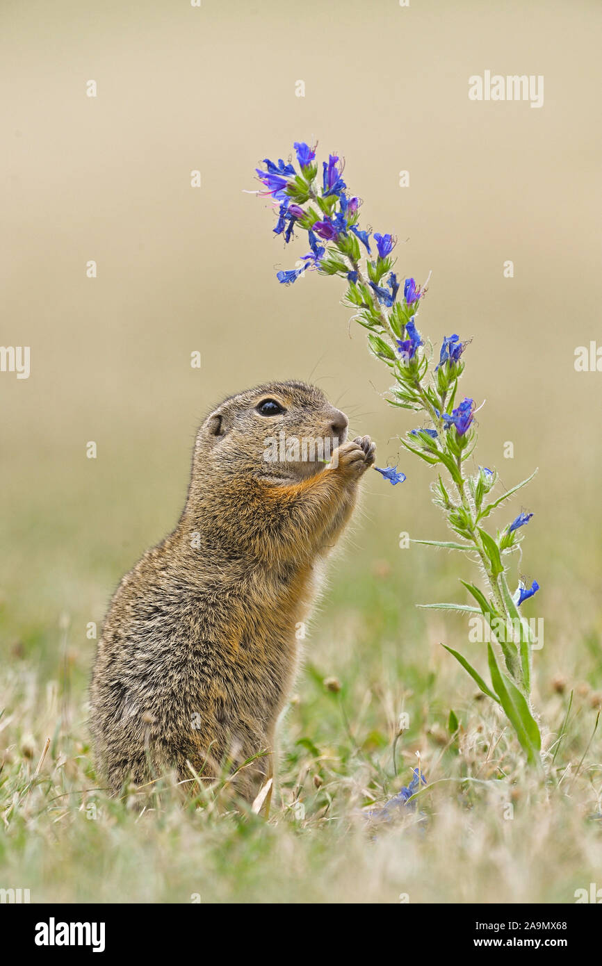 Ziesel, (Citellus citellus Stock Photo - Alamy