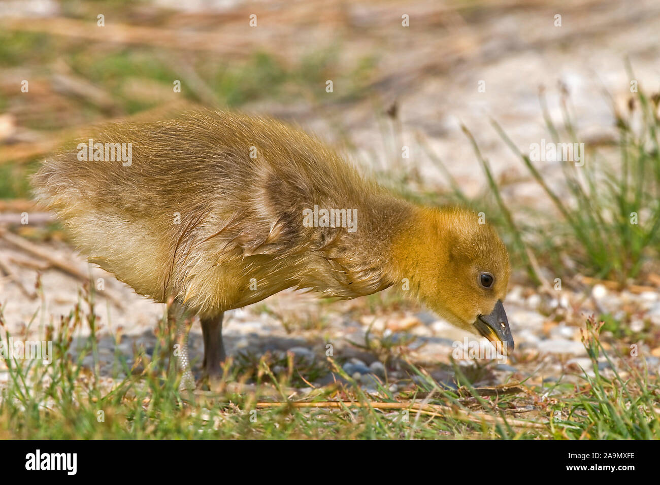 Graugans (Anser anser) Greylag Goose Stock Photo - Alamy