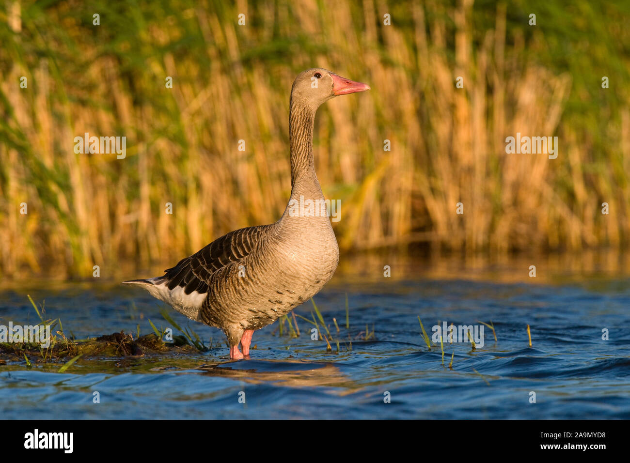 Graugans (Anser anser) Greylag Goose Stock Photo - Alamy