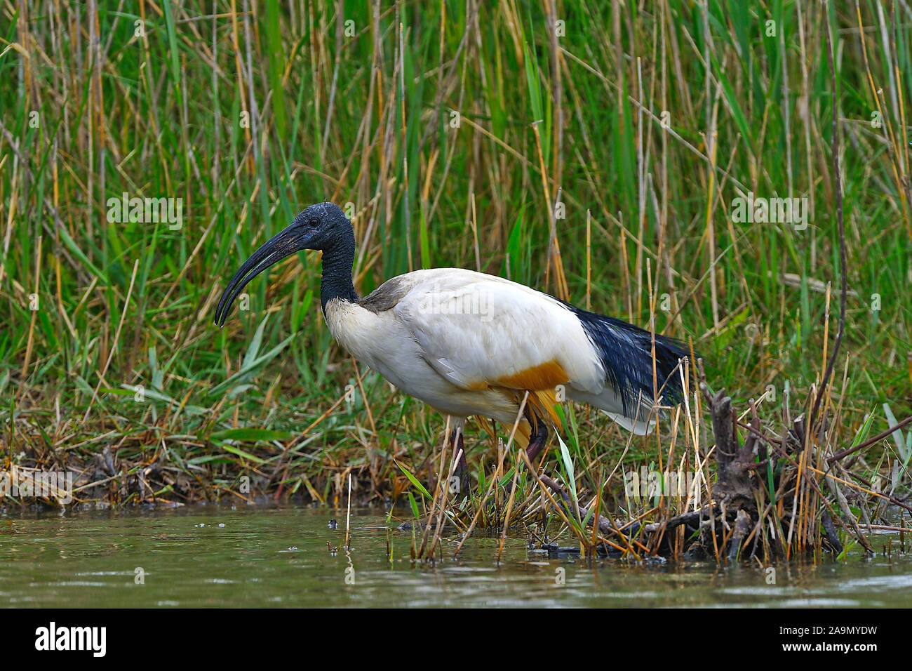 heiliger Ibis (Threskiornis aethiopicus) Sacred Ibis Stock Photo - Alamy