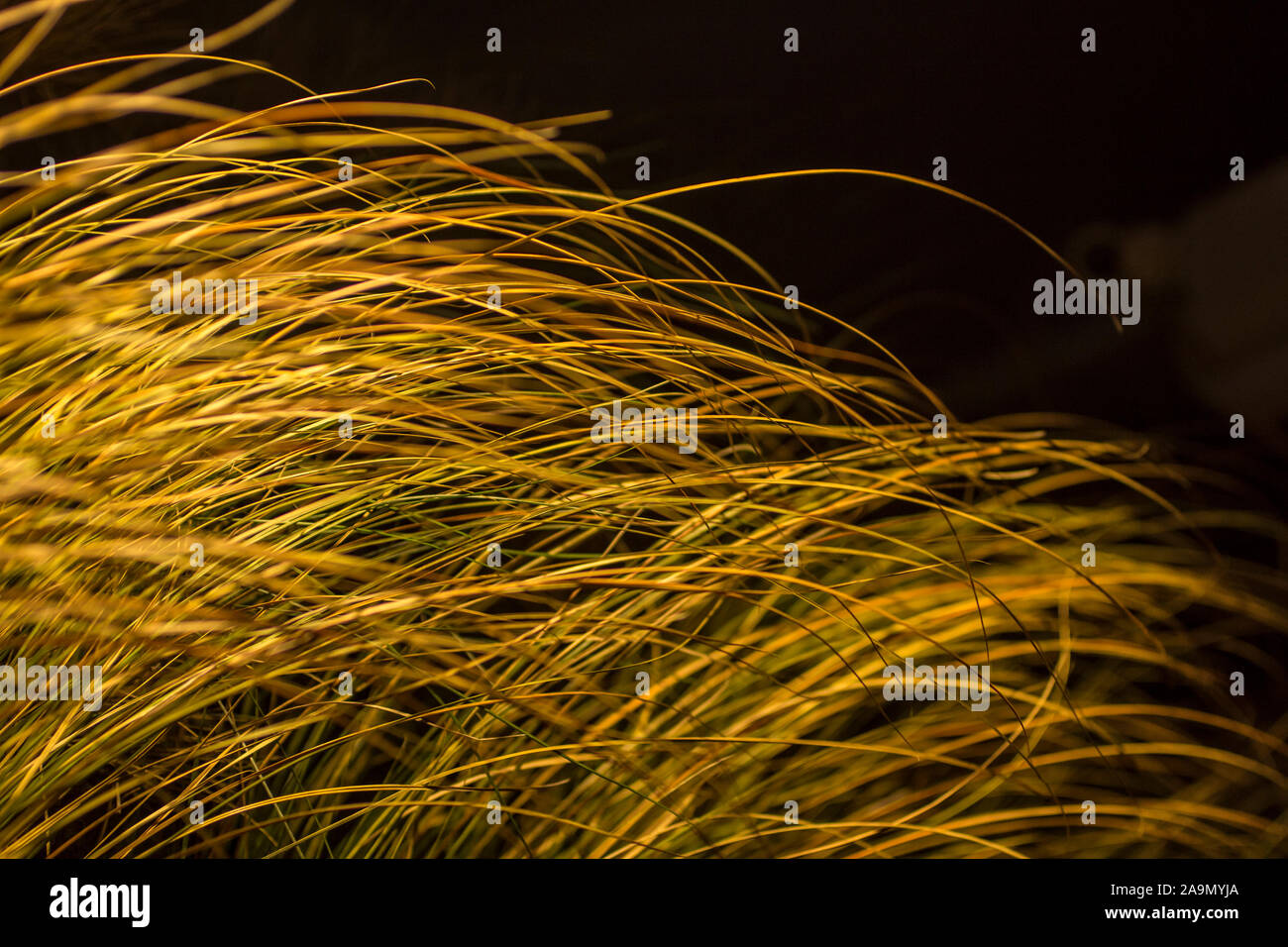 Grass texture night hi-res stock photography and images - Alamy