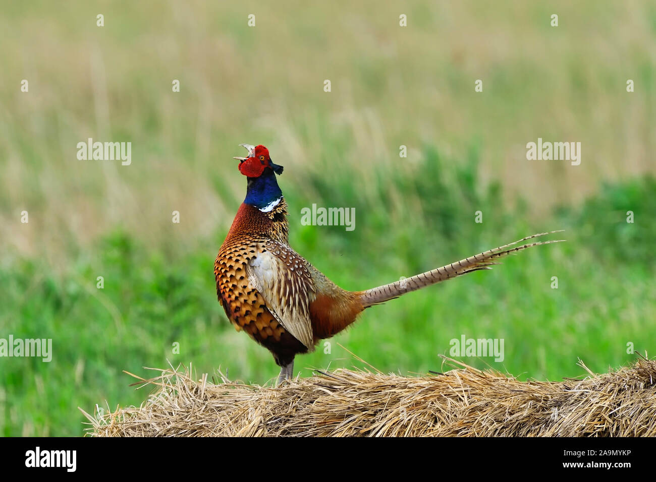 Fasanenhahn hi-res stock photography and images - Alamy