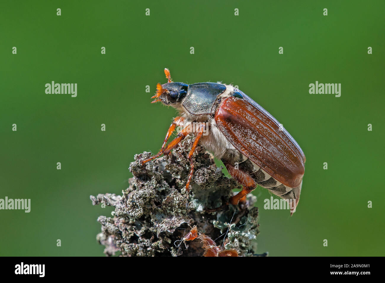 Maikaefer (Melolontha melolontha Stock Photo - Alamy