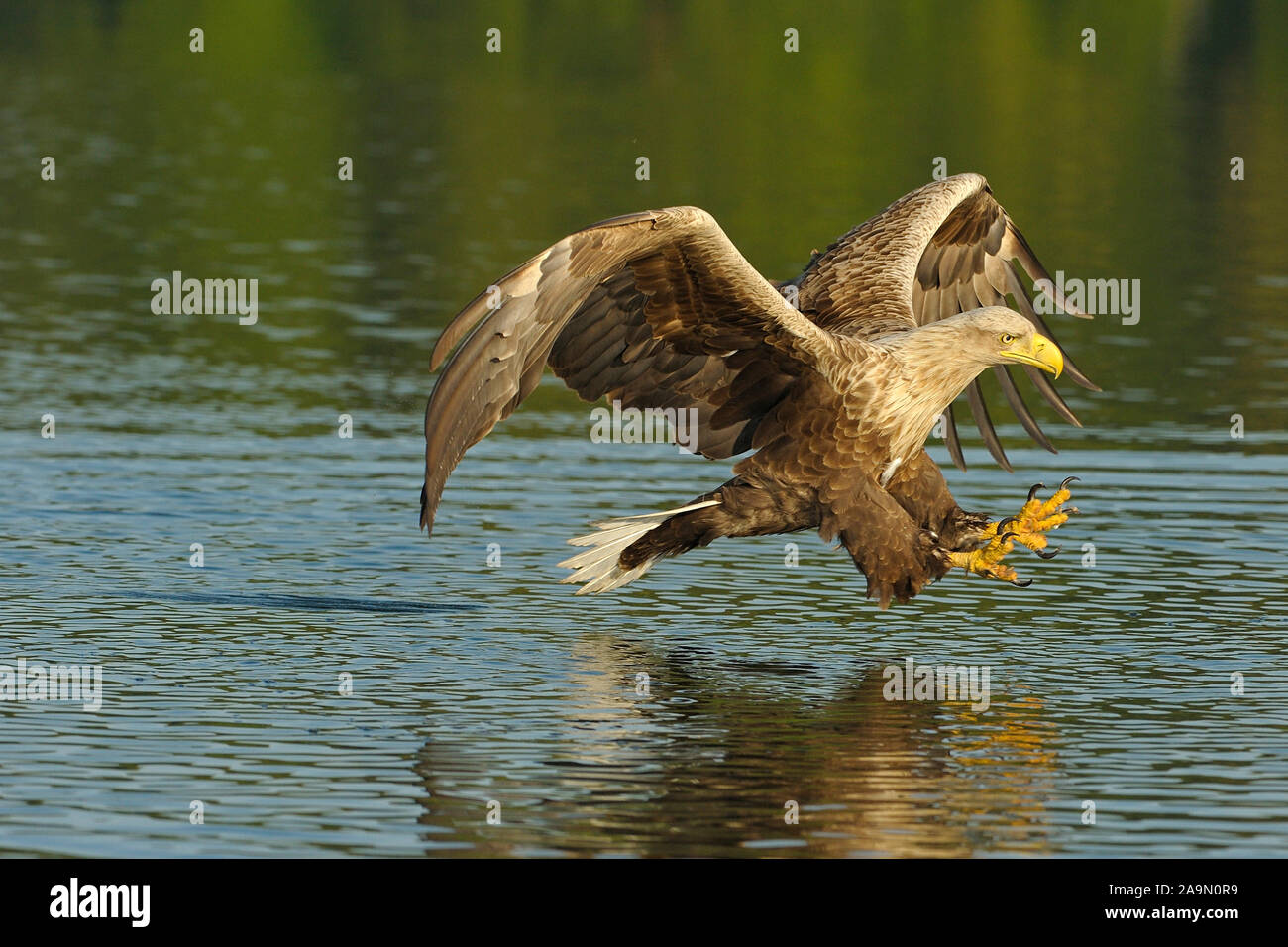 Adler auf der jagd hi-res stock photography and images - Alamy
