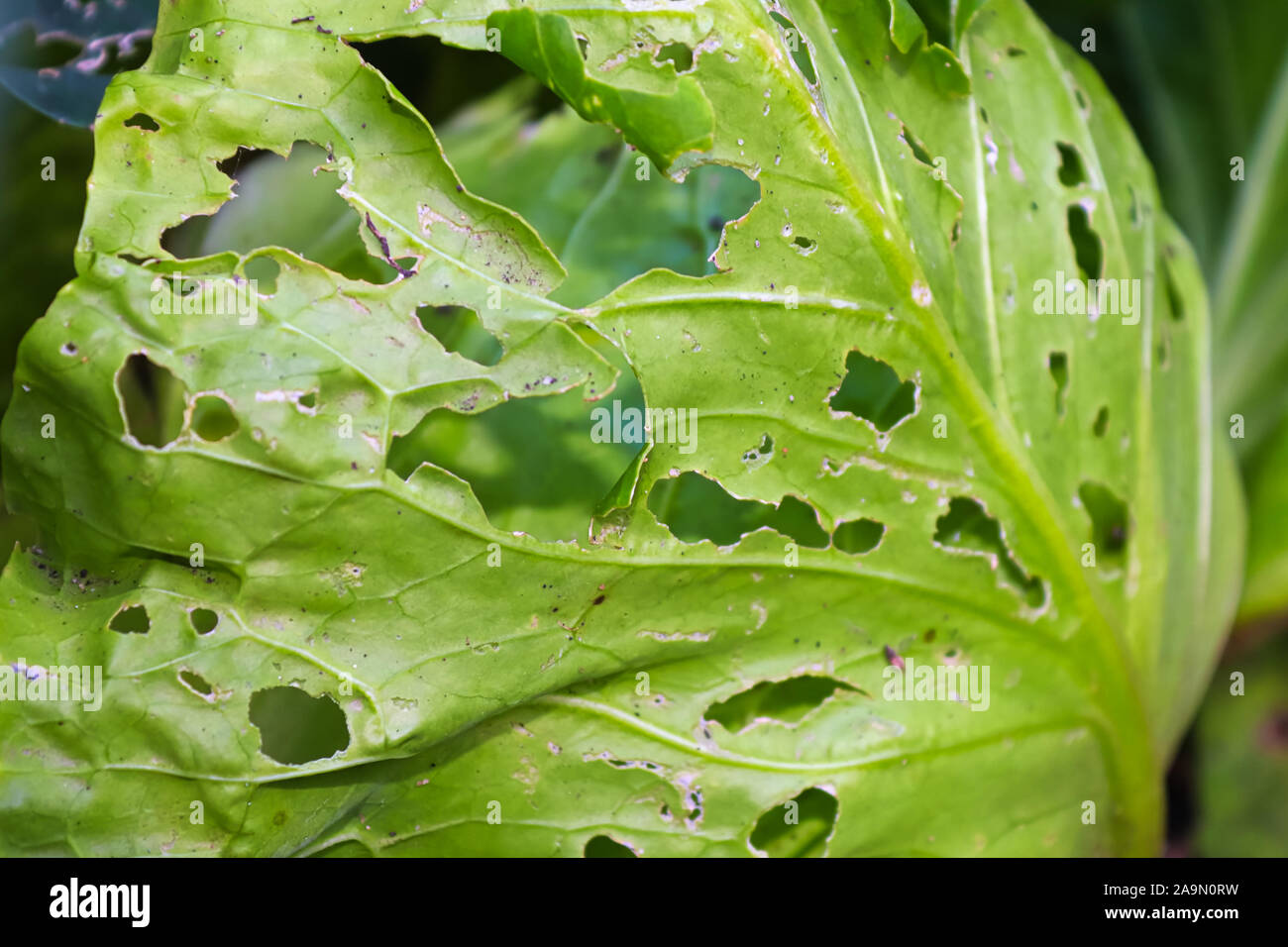 Cabbage moth damage hi-res stock photography and images - Alamy