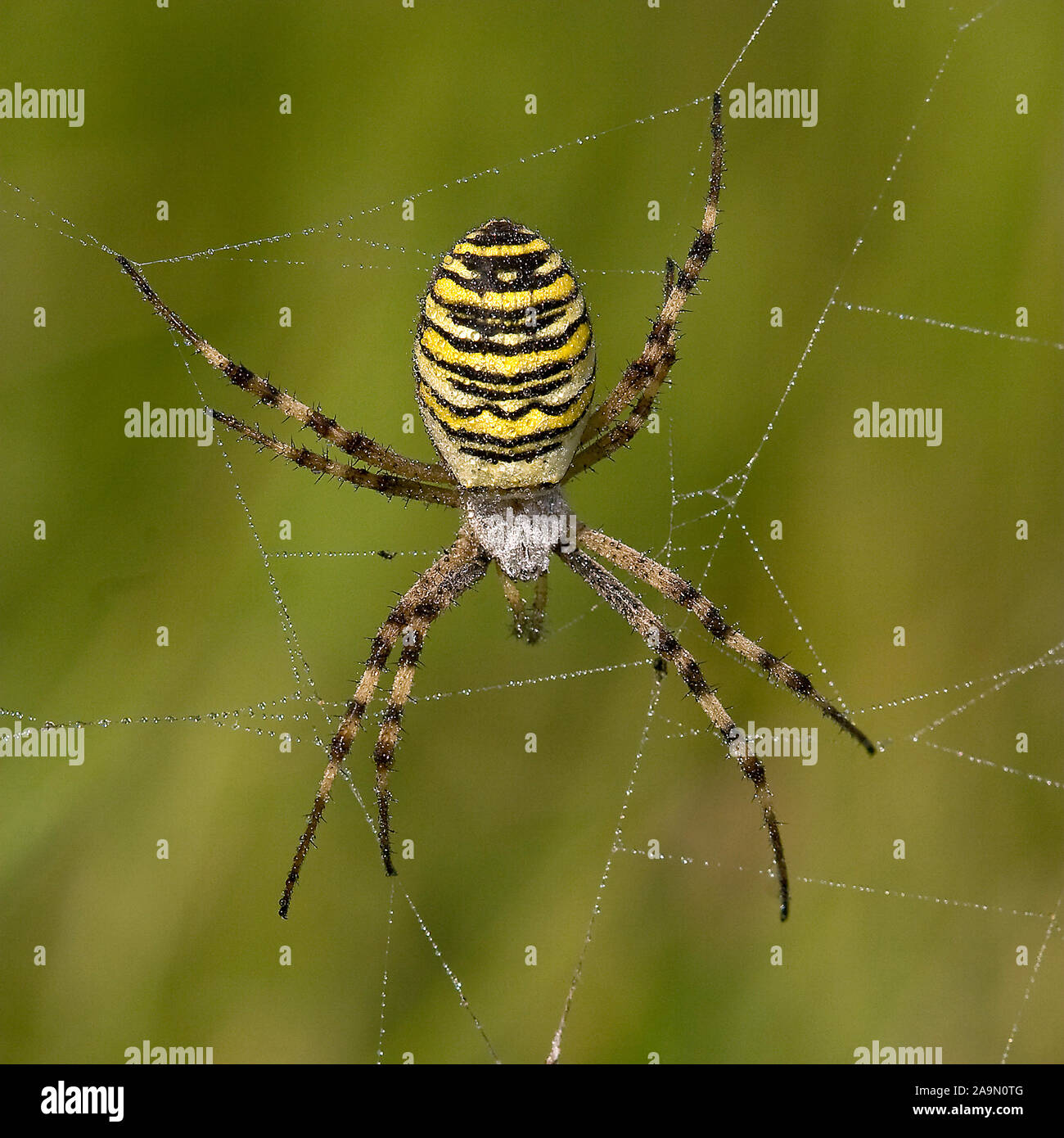 Wespenspinnen hi-res stock photography and images - Alamy