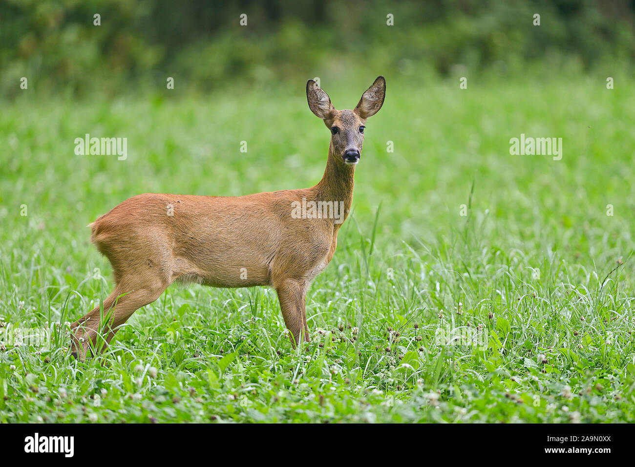 Reh europa hi-res stock photography and images - Alamy