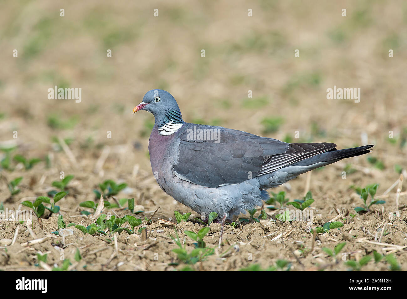 Ringeltaube, Columba palumbus Stock Photo - Alamy