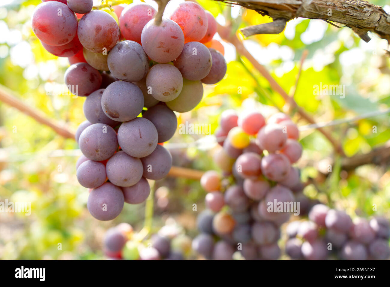 intertwined juicy fruit of grapes in a green garden Stock Photo - Alamy