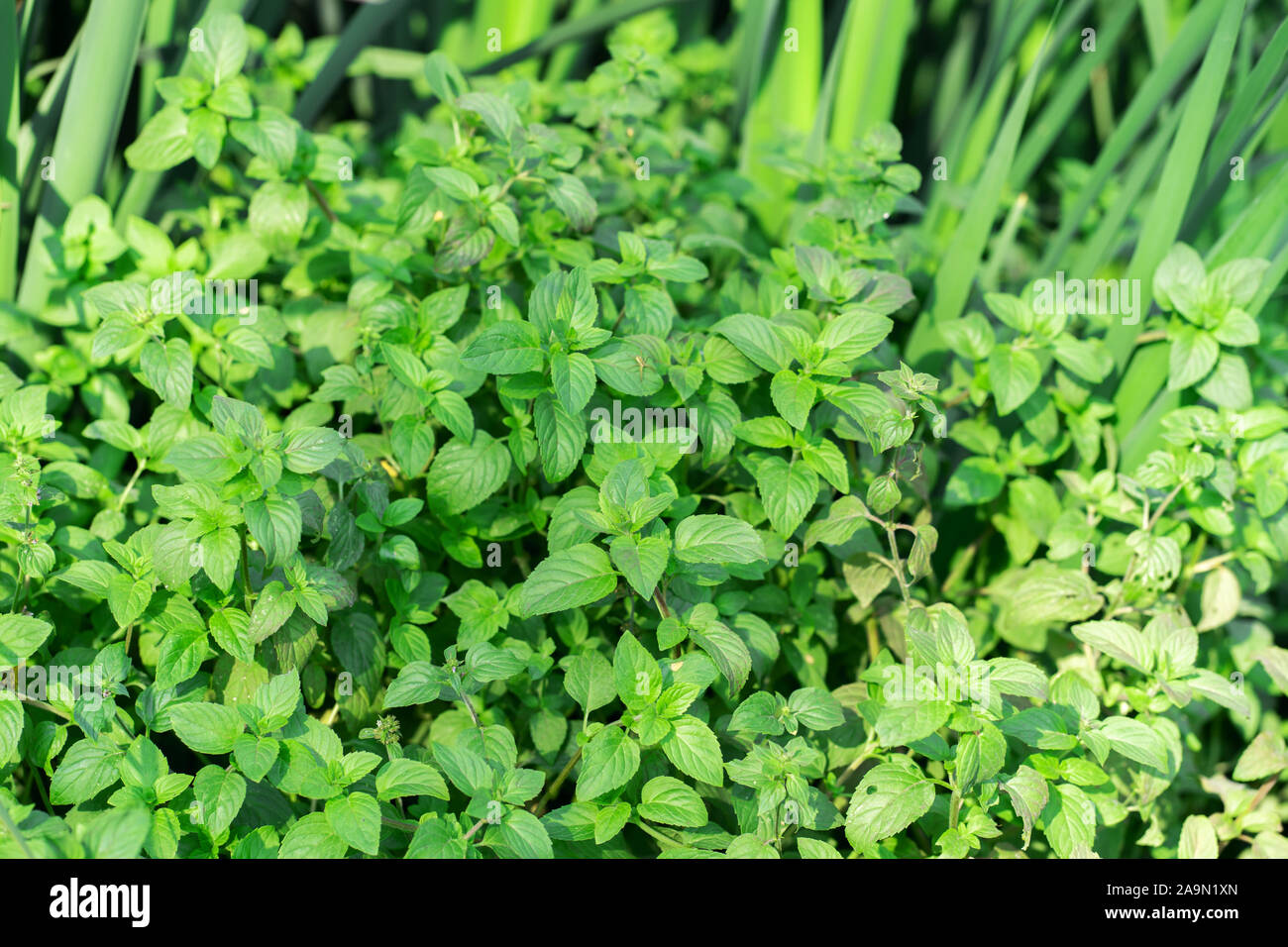 Mint bushes hi-res stock photography and images - Alamy